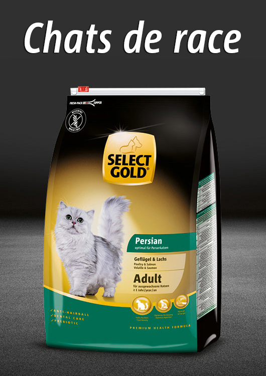 Chats - SELECT GOLD